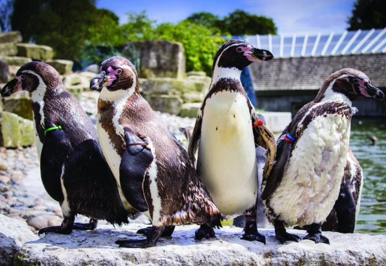 Buy Marwell Zoo Tickets | Zoo Offers | Marwell Zoo