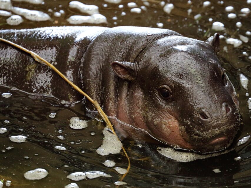 Animals at Marwell Zoo, Hampshire | Marwell Zoo