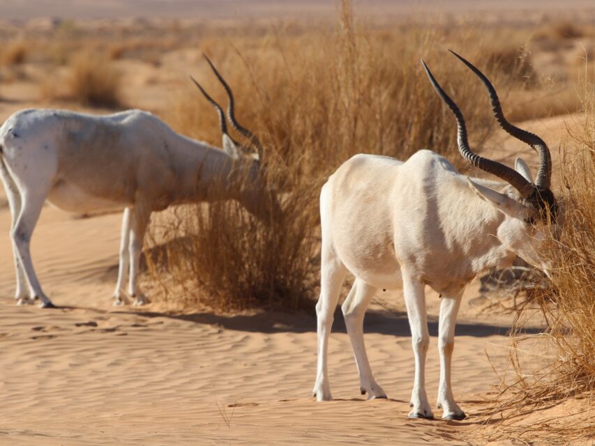 Animals at Marwell Zoo, Hampshire | Marwell Zoo