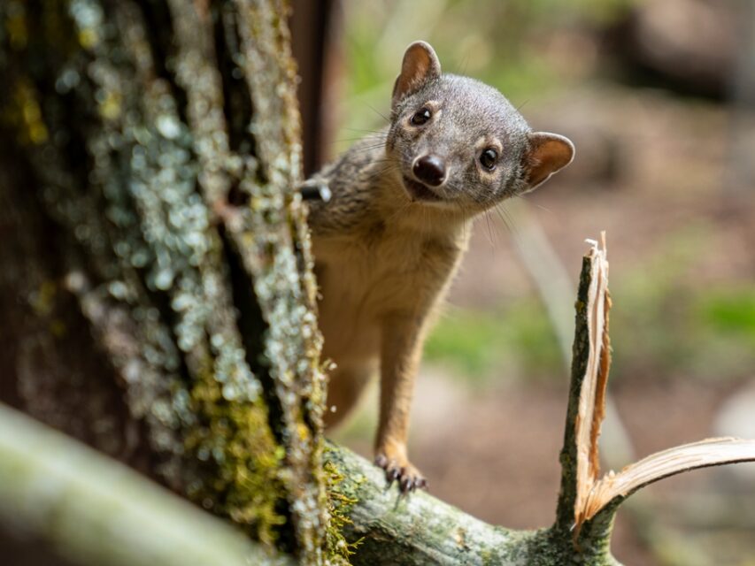 Animals at Marwell Zoo, Hampshire | Marwell Zoo