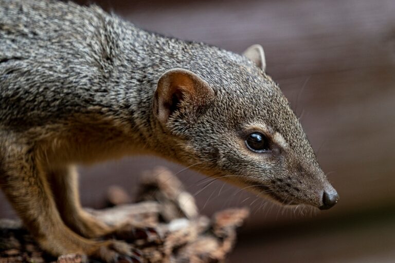 Celebrating recent updates at the zoo - Marwell Zoo