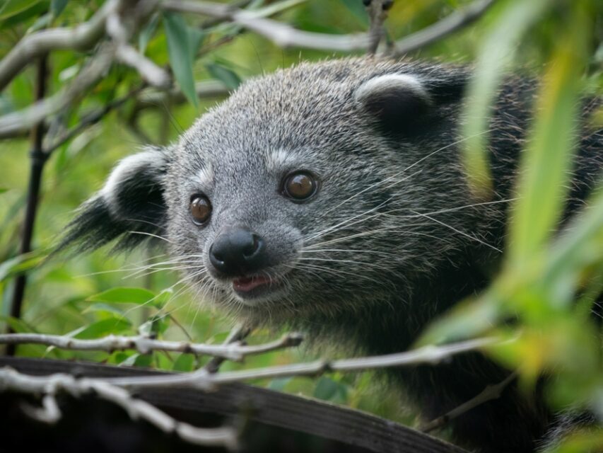 Animals at Marwell Zoo, Hampshire | Marwell Zoo