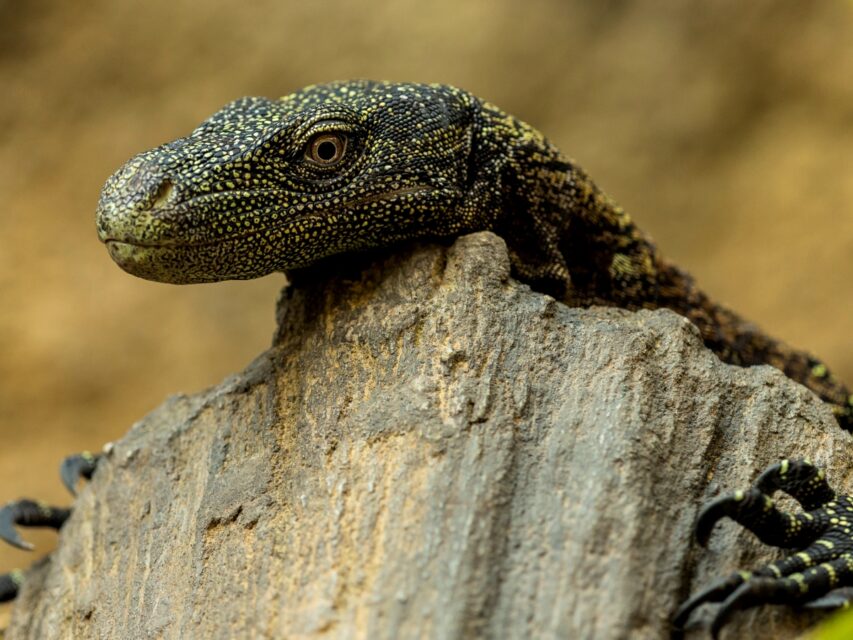 Animals at Marwell Zoo, Hampshire | Marwell Zoo