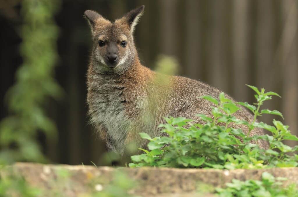 Our new and improved habitat for our red-necked wallabies!