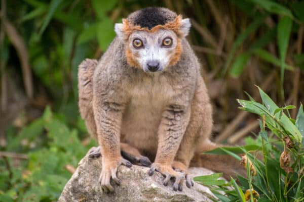 Important update: 6 May - Marwell Zoo