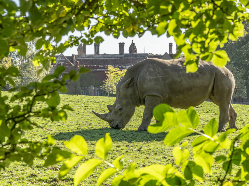 Animals at Marwell Zoo, Hampshire | Marwell Zoo