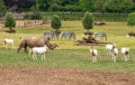 Visit our White Rhinos Oryx and Zebra at Marwell Zoo | Wild Explorers