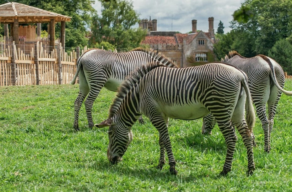 Wild Explorers Trail and Exhibit | Explore | Marwell Zoo