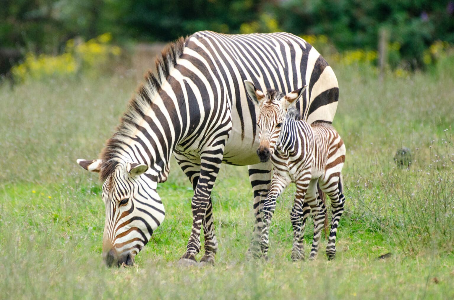 Animal news at the zoo! - Marwell Zoo