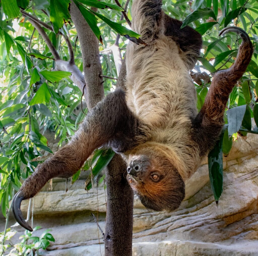 Marwell's 50th Anniversary | Marwell Zoo