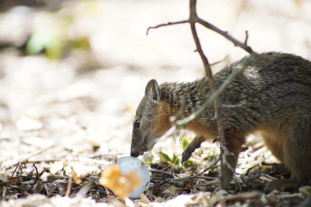 Our animals have been enjoying ice-pop treats in the heat! - Marwell Zoo