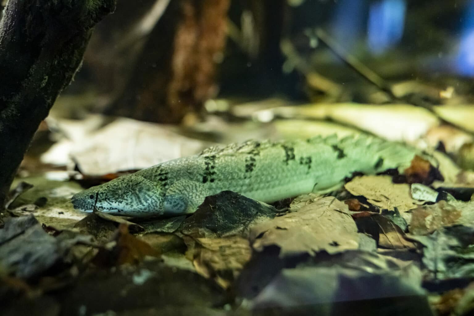 Discover Marwell’s Fish | Animal Archives | Marwell Zoo