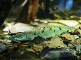 Animals at Marwell Zoo, Hampshire | Marwell Zoo