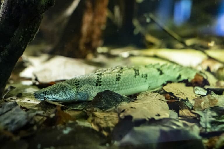 Animals Archive - Marwell Zoo