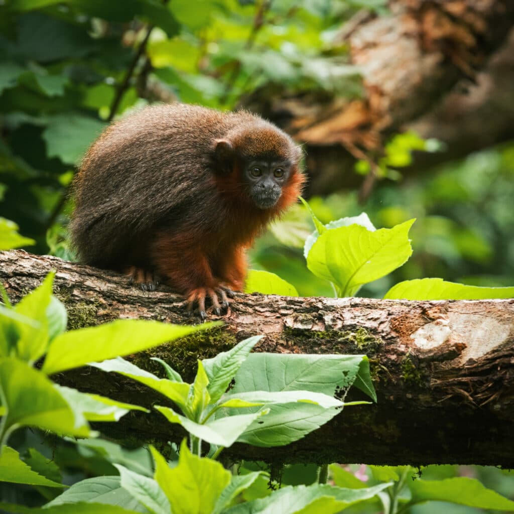 Animals Archive - Marwell Zoo