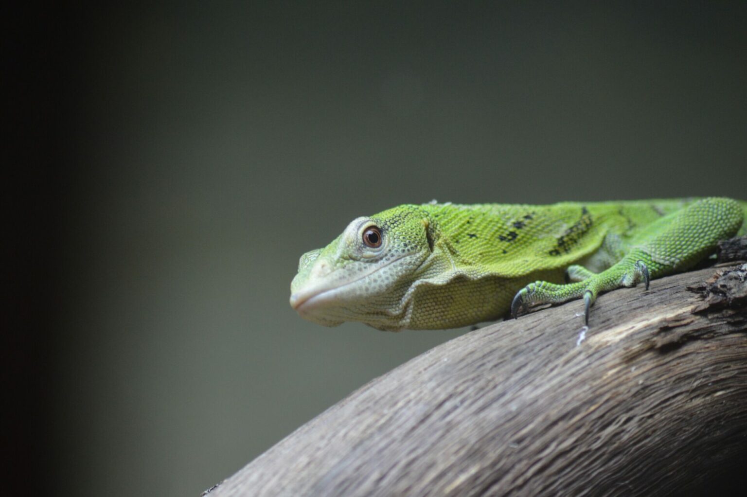 Animals Archive - Marwell Zoo