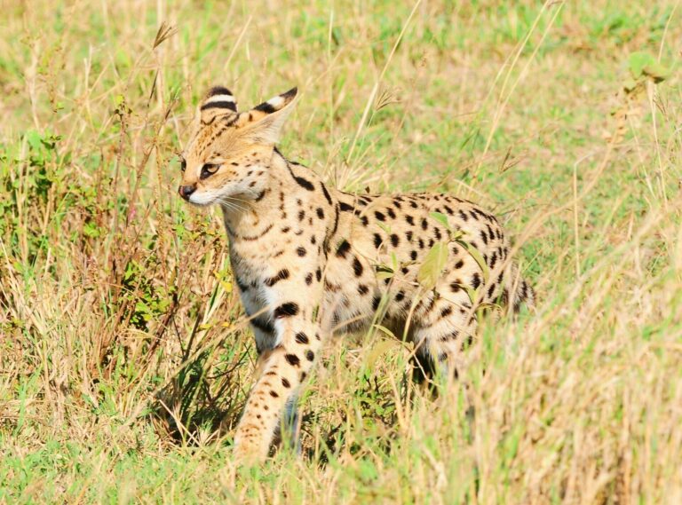 Small Carnivore Experience | Marwell Zoo