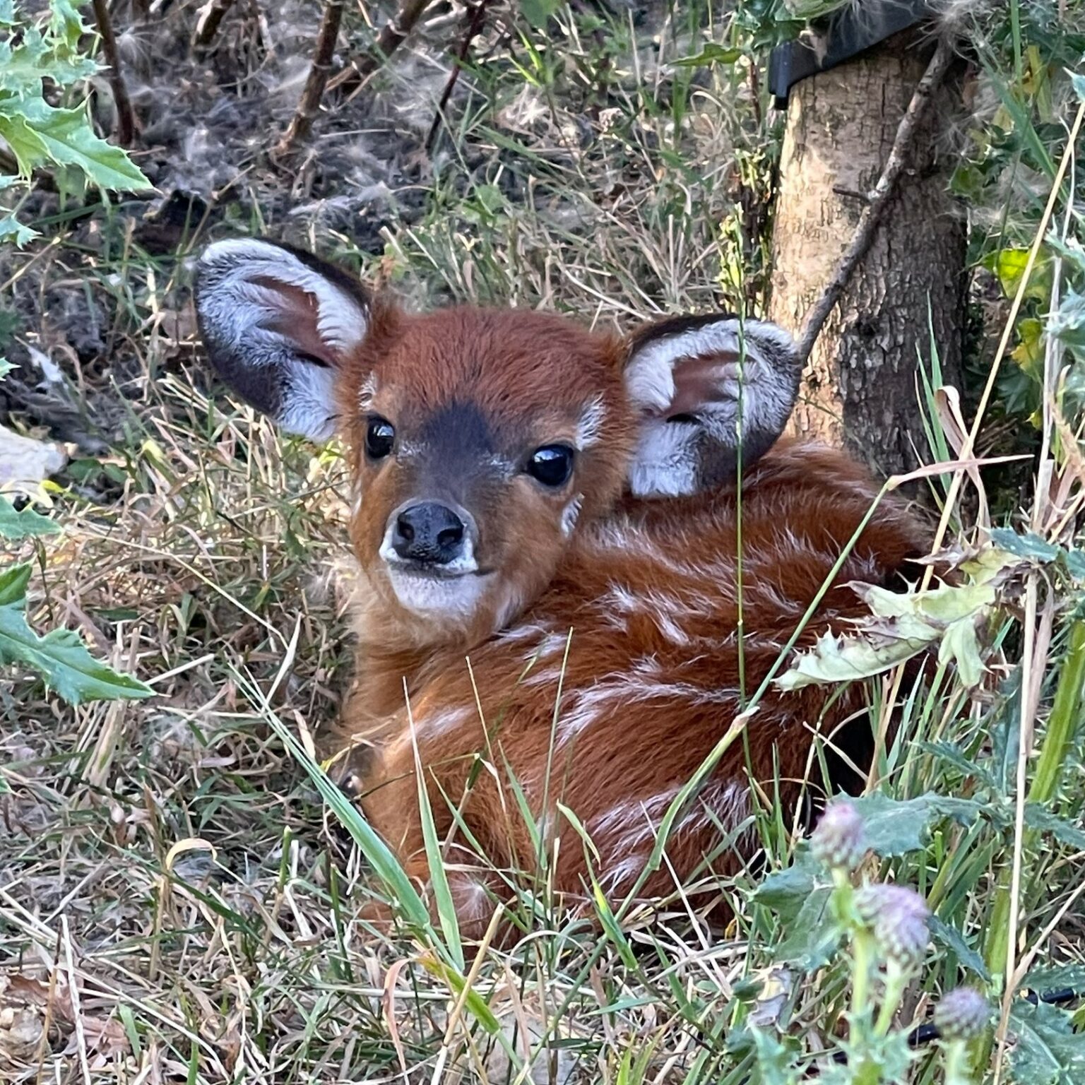 Ears our latest addition! - Marwell Zoo