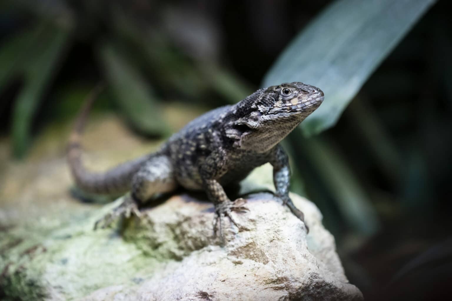 Animals Archive - Marwell Zoo
