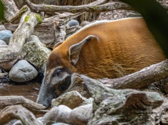 Animals at Marwell Zoo, Hampshire | Marwell Zoo