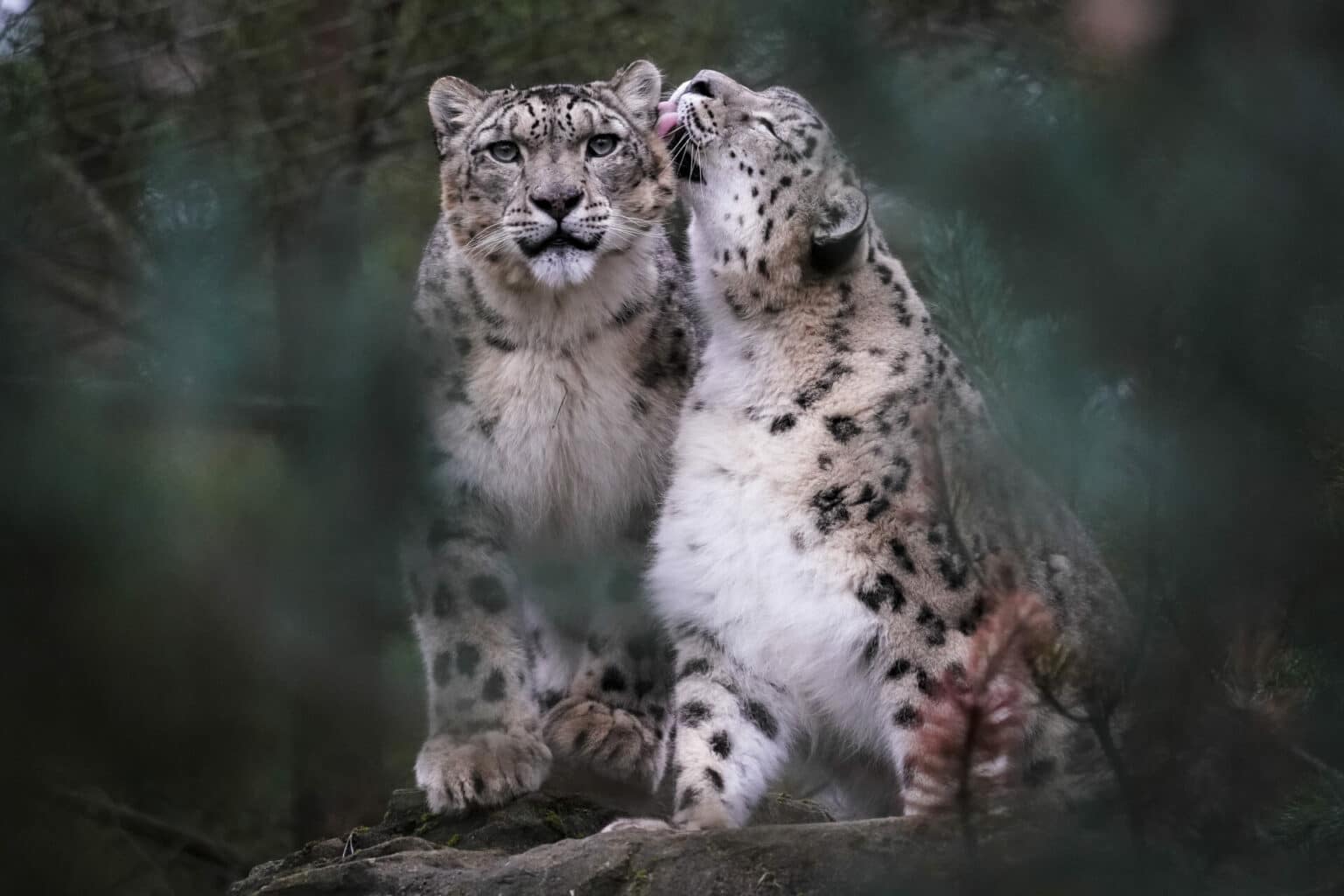 Goodbye to Indeever - Marwell Zoo