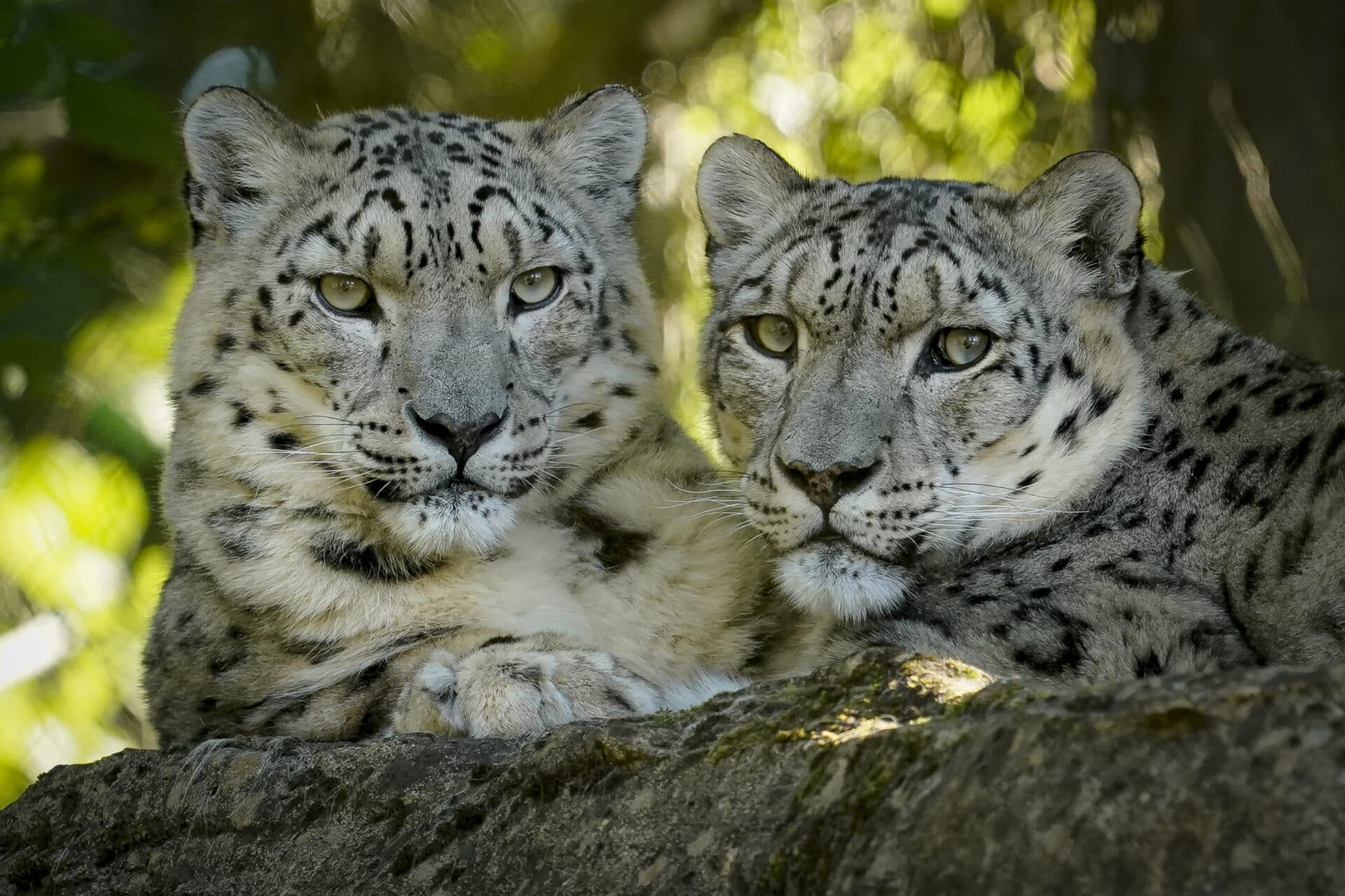 Goodbye to Indeever - Marwell Zoo