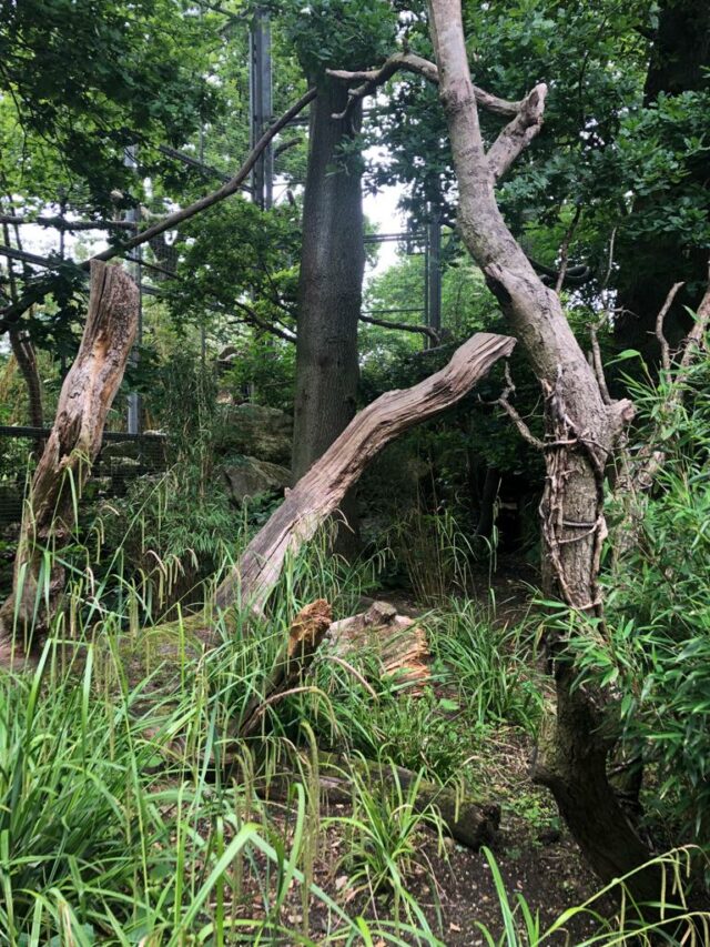 How do you build an animal habitat? - Marwell Zoo