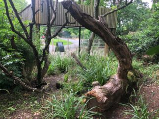 How do you build an animal habitat? - Marwell Zoo