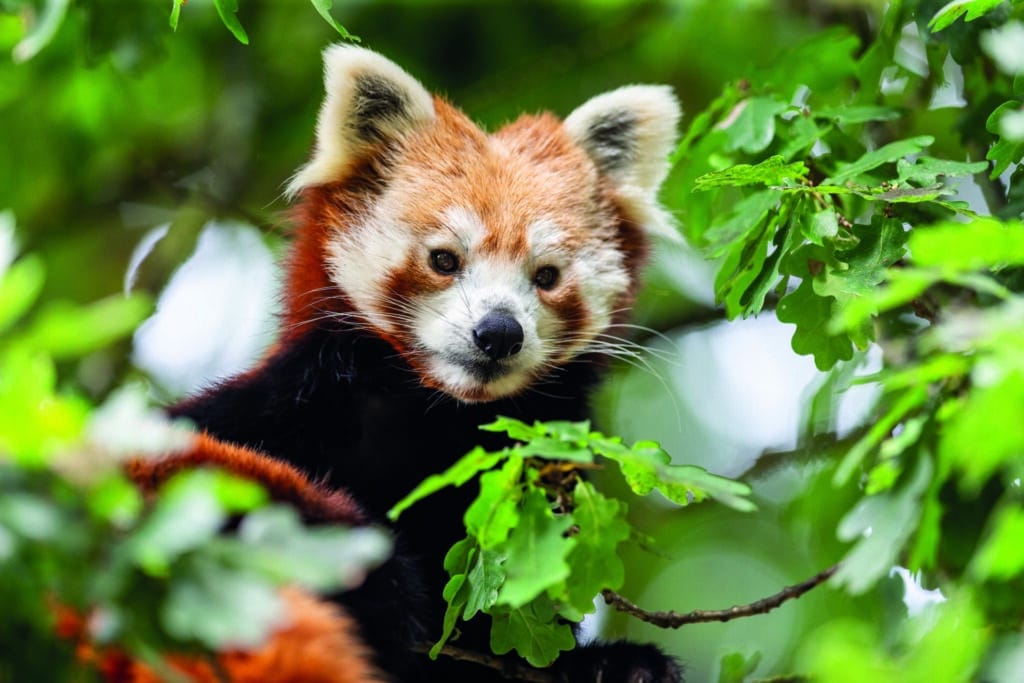 Farewell Mei Mei – We’ll miss you - Marwell Zoo