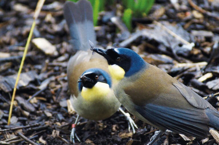 Aviary 'Behind the Scenes' Bird Experience | Marwell Zoo