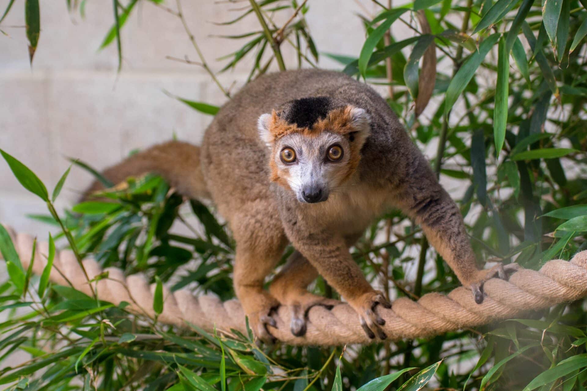 Lemur Experience | Marwell Zoo