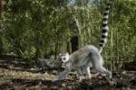 Lemur Experience | Marwell Zoo