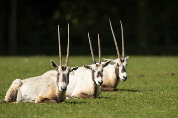 Helping the world’s most vulnerable species - Marwell Zoo