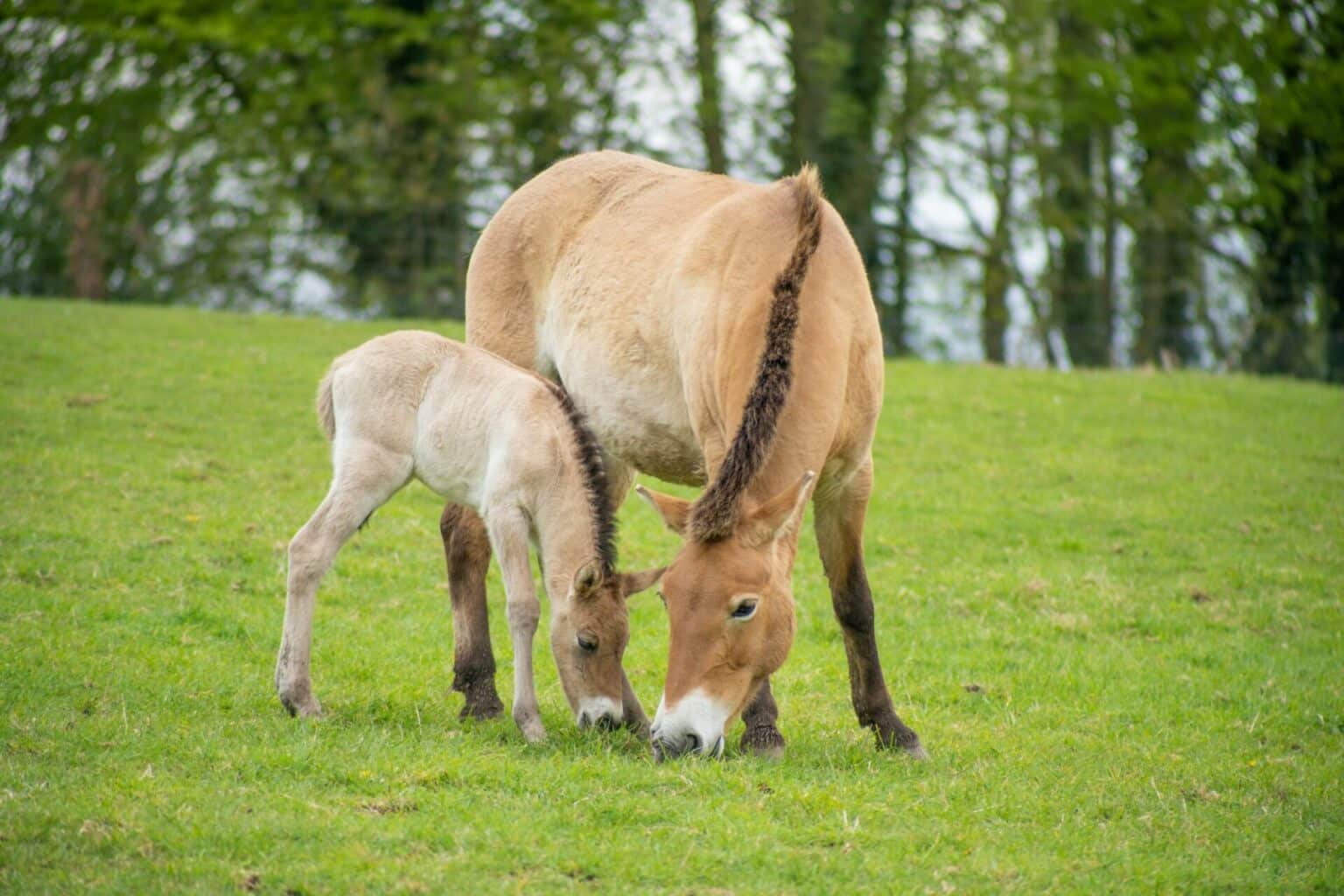 Tiny boost for previously extinct Przewalski’s horse - Marwell Zoo