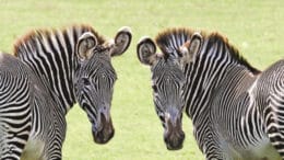 Leading the way in population management - Marwell Zoo