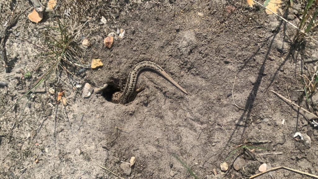 Reviving Sand Lizards: Conservation Success | Marwell Zoo