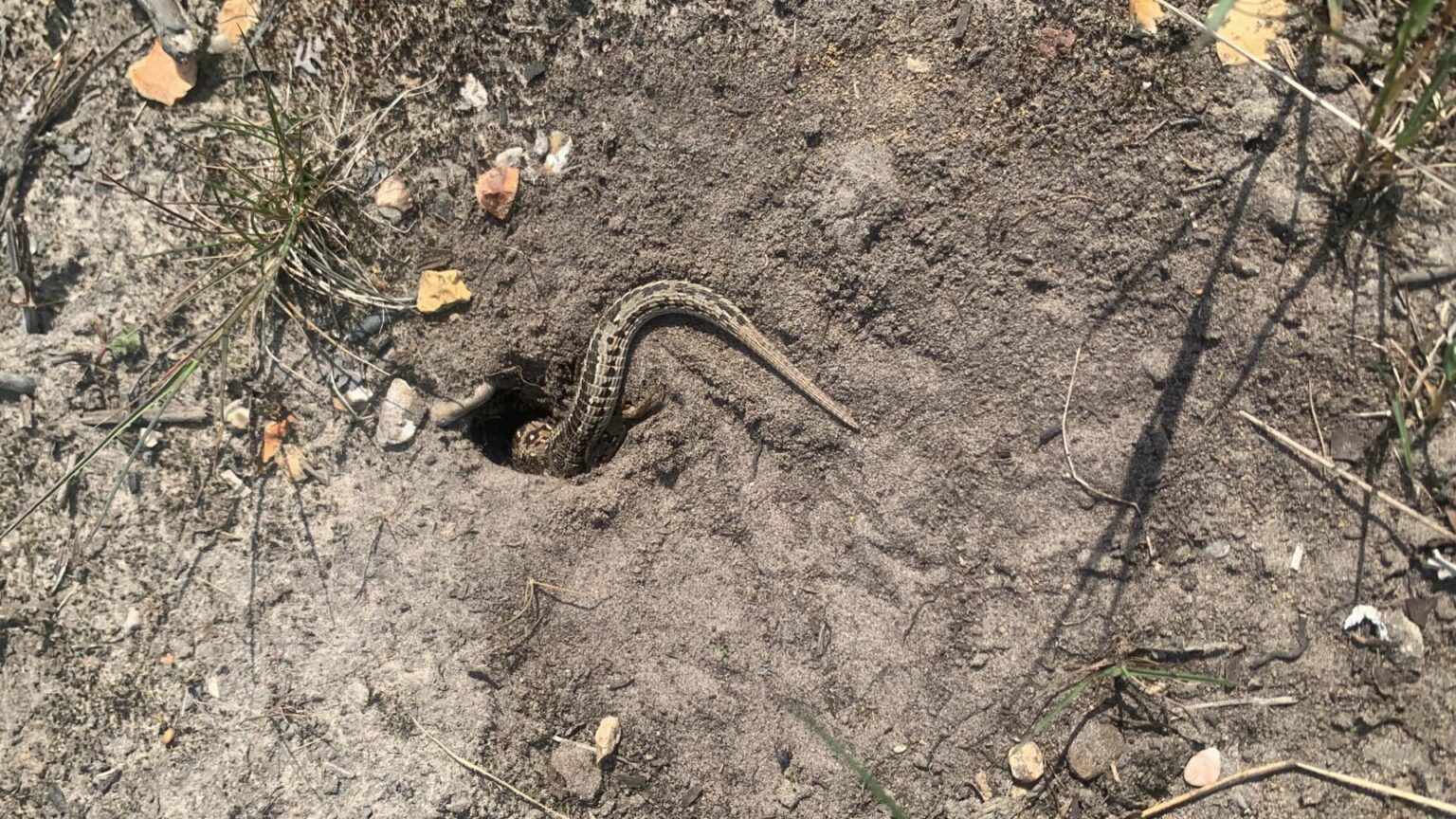 Reviving Sand Lizards: Conservation Success | Marwell Zoo