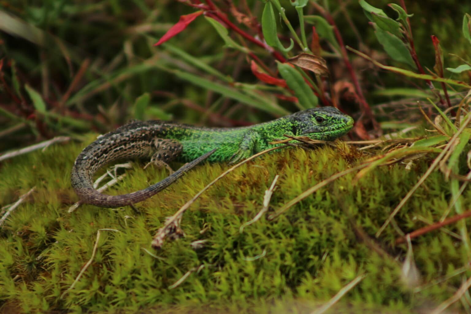 Reviving Sand Lizards: Conservation Success | Marwell Zoo