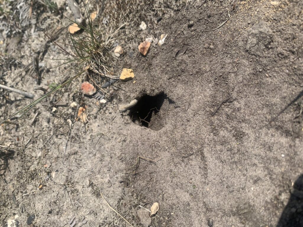 Reviving Sand Lizards: Conservation Success | Marwell Zoo