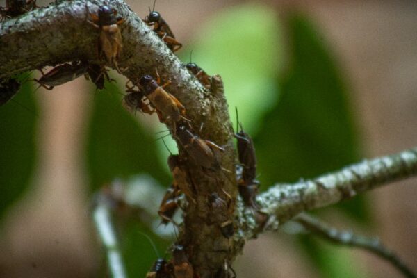 Meet our newest crawly critters... - Marwell Zoo