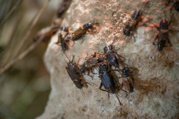 Meet our newest crawly critters... - Marwell Zoo