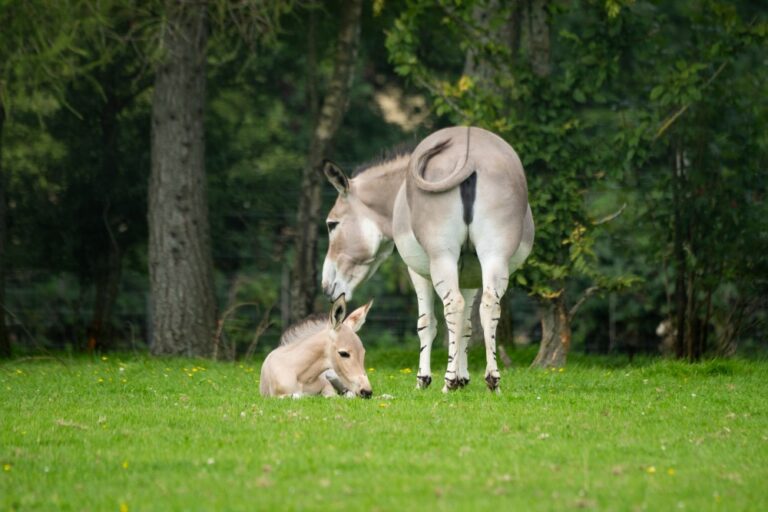 The birth of one of the rarest mammals on the planet - Marwell Zoo