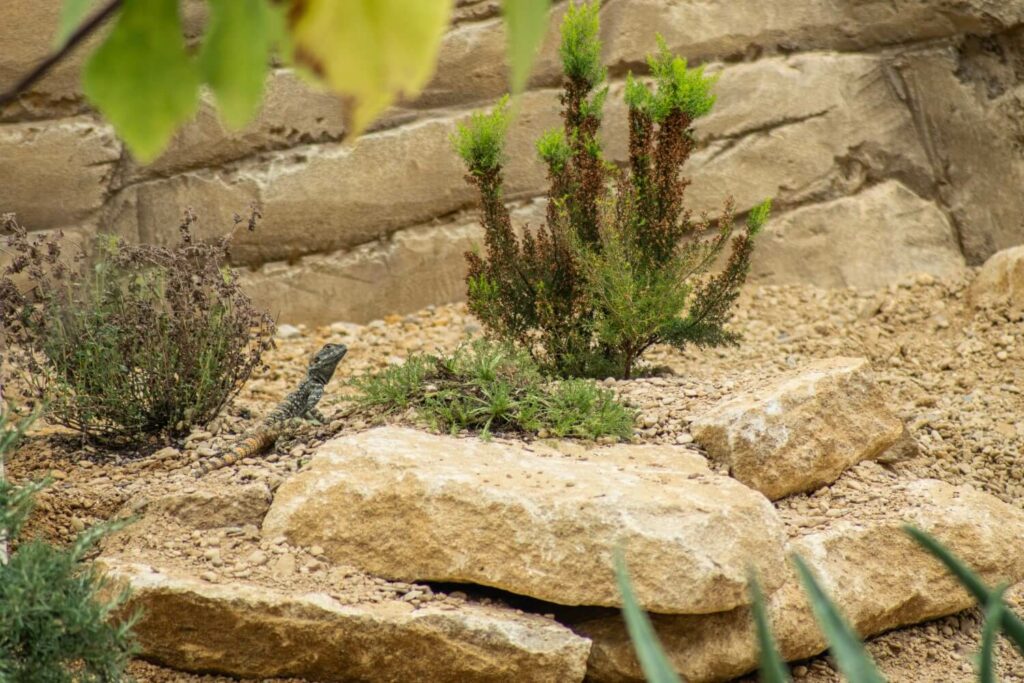 The "unbe-leaf-able" plants inside our new habitat - Marwell Zoo