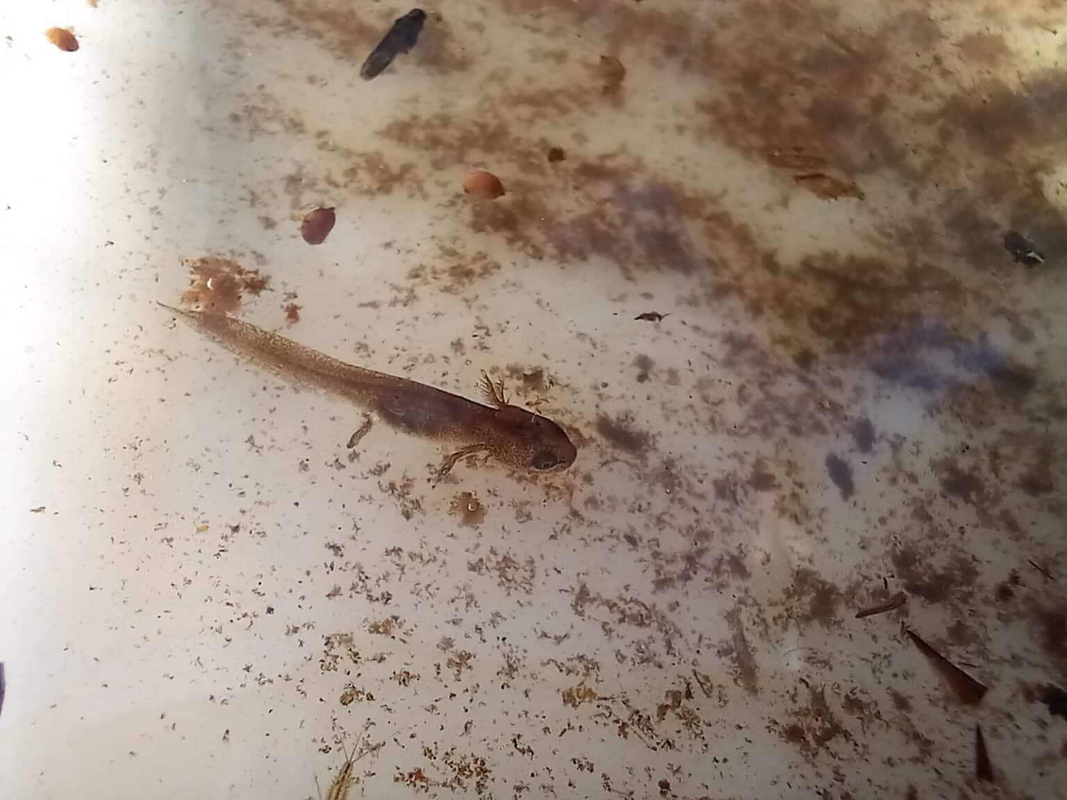 The search for the great crested newt - Marwell Zoo