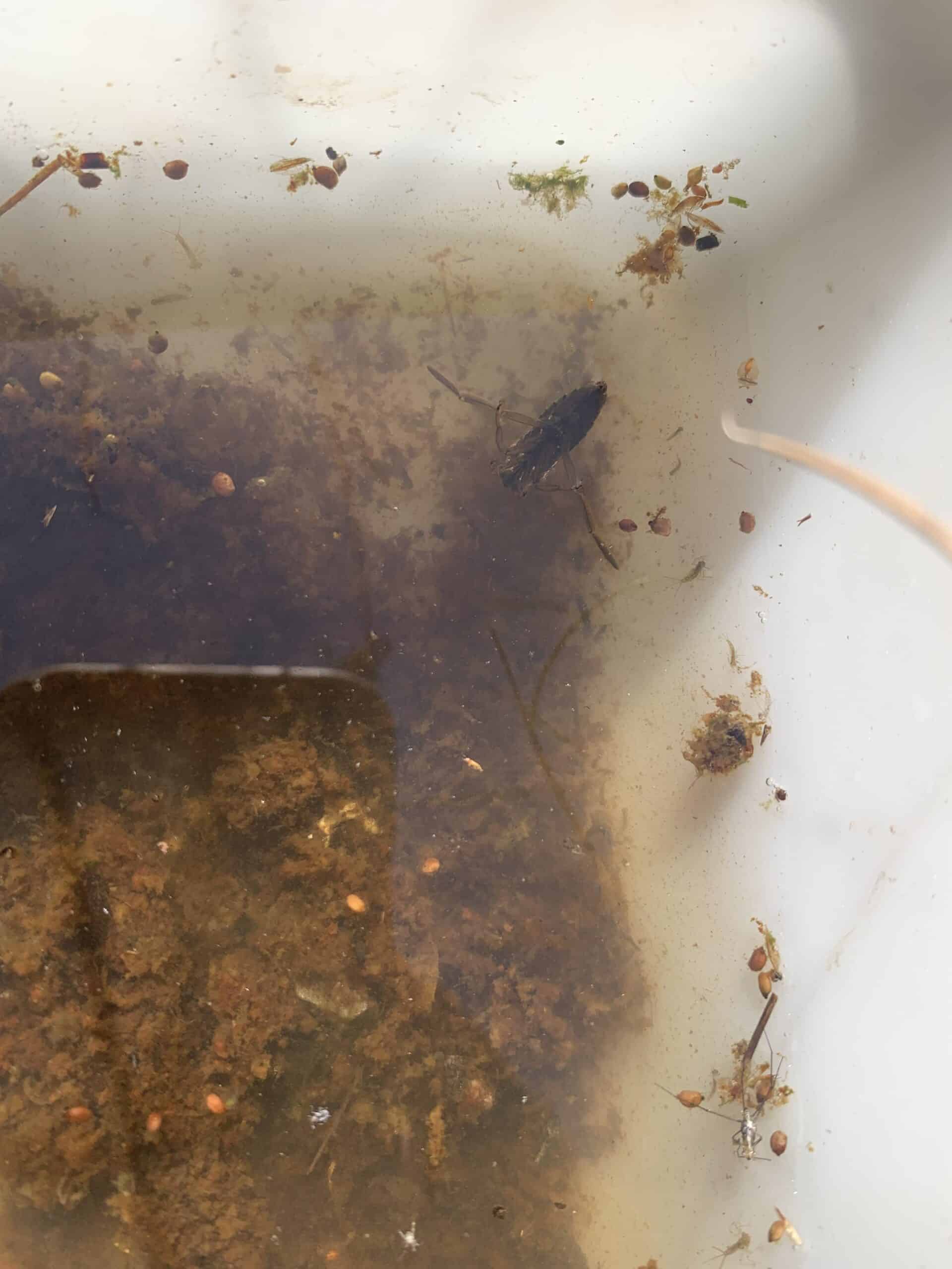 The search for the great crested newt - Marwell Zoo