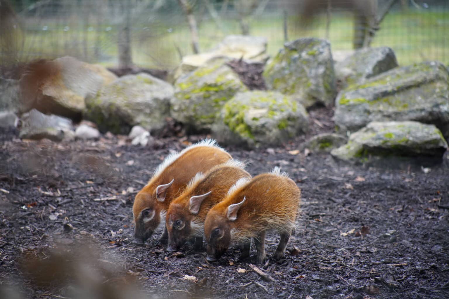 Easy as one, two, three - Marwell Zoo