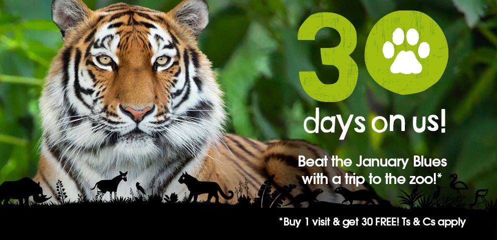 Days out in Hampshire | Family day out near me | Marwell Zoo