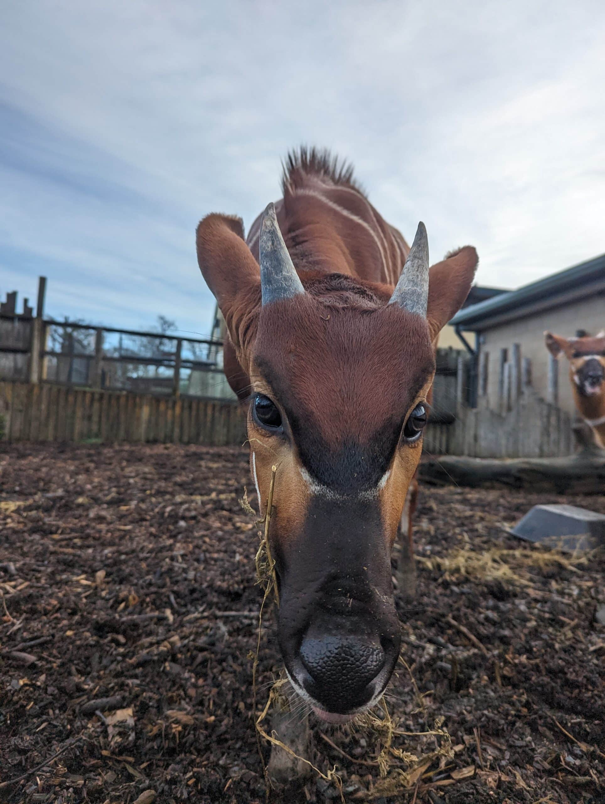 Happy 13th Birthday, Canela! - Marwell Zoo