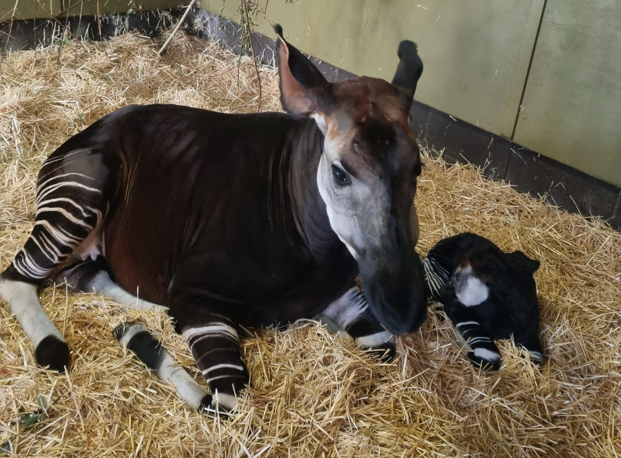 Keeper Diary - Georgie and Zoe, Hoofstock - Marwell Zoo