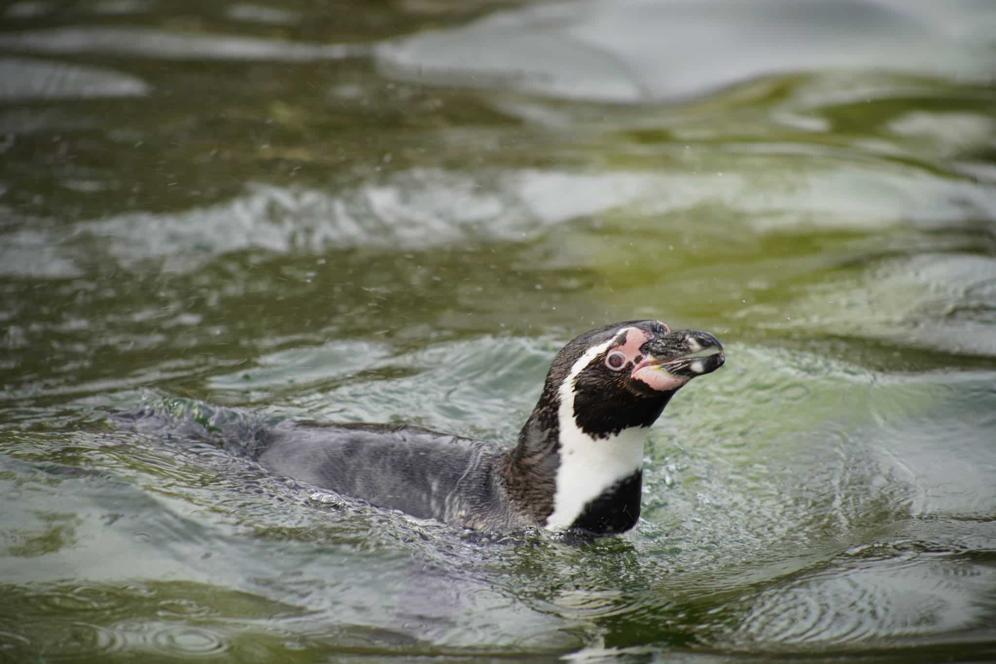 10 new penguins arrive at Marwell Zoo - Marwell Zoo